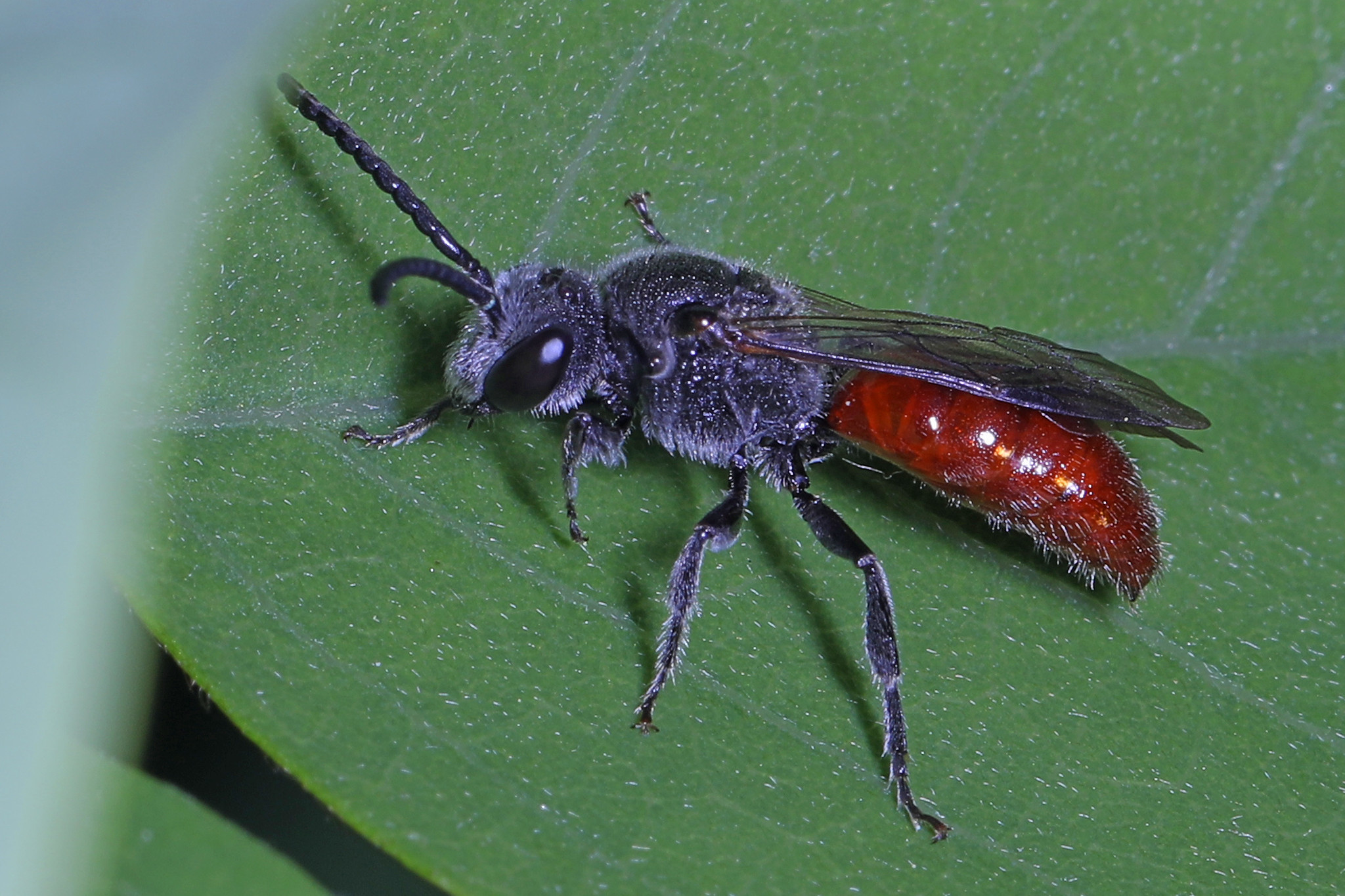 Wild, weird and wonderful: The peculiarities of Minnesota's native bees ...