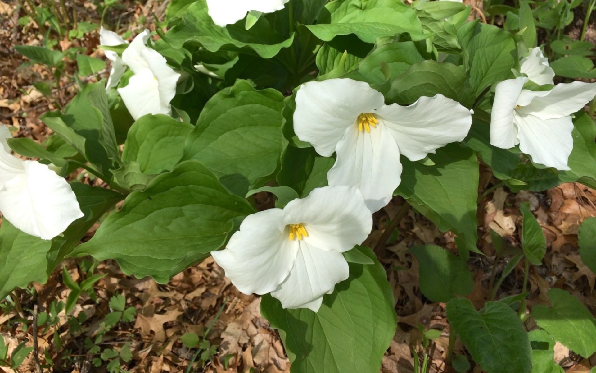 Spring ephemerals: 9 Minnesota wildflowers you can find between snow ...