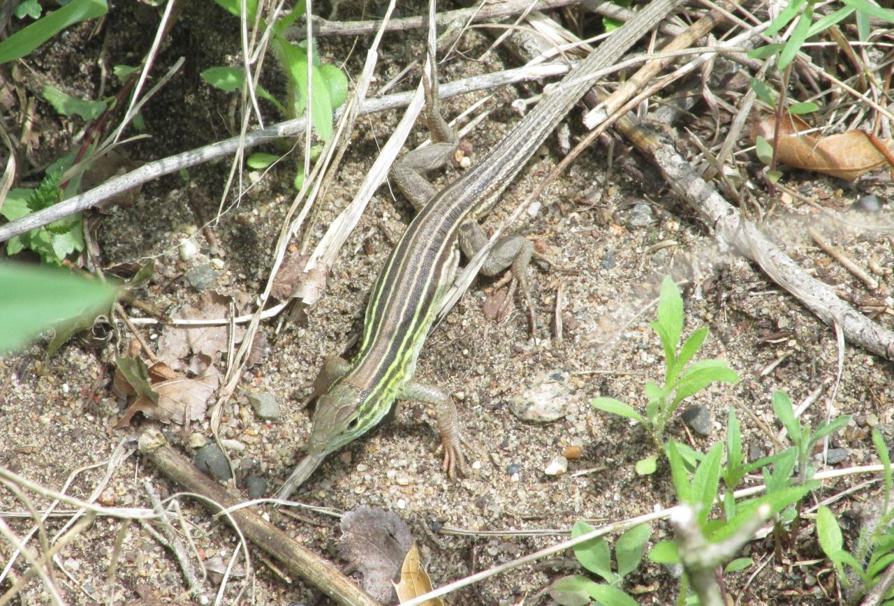 Minnesota's three little lizards | Friends of the Mississippi River