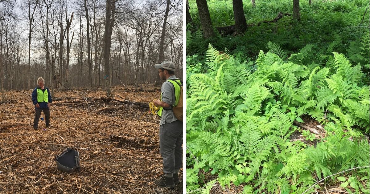 How can we reduce buckthorn and preserve native plants? The results are ...