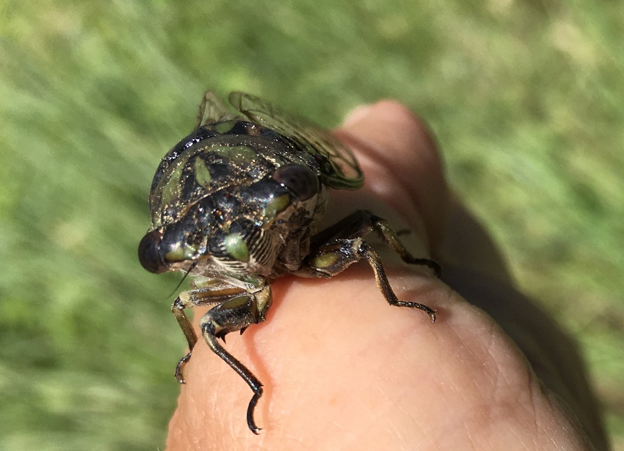 Why insects matter and what you can do about their decline | Friends of ...