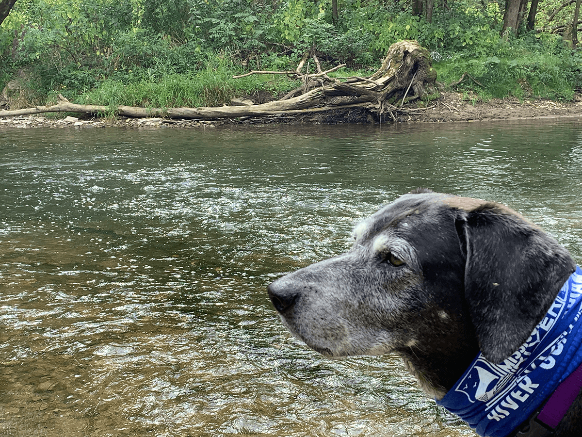 River Guardians made an impact in 2020 | Friends of the Mississippi River