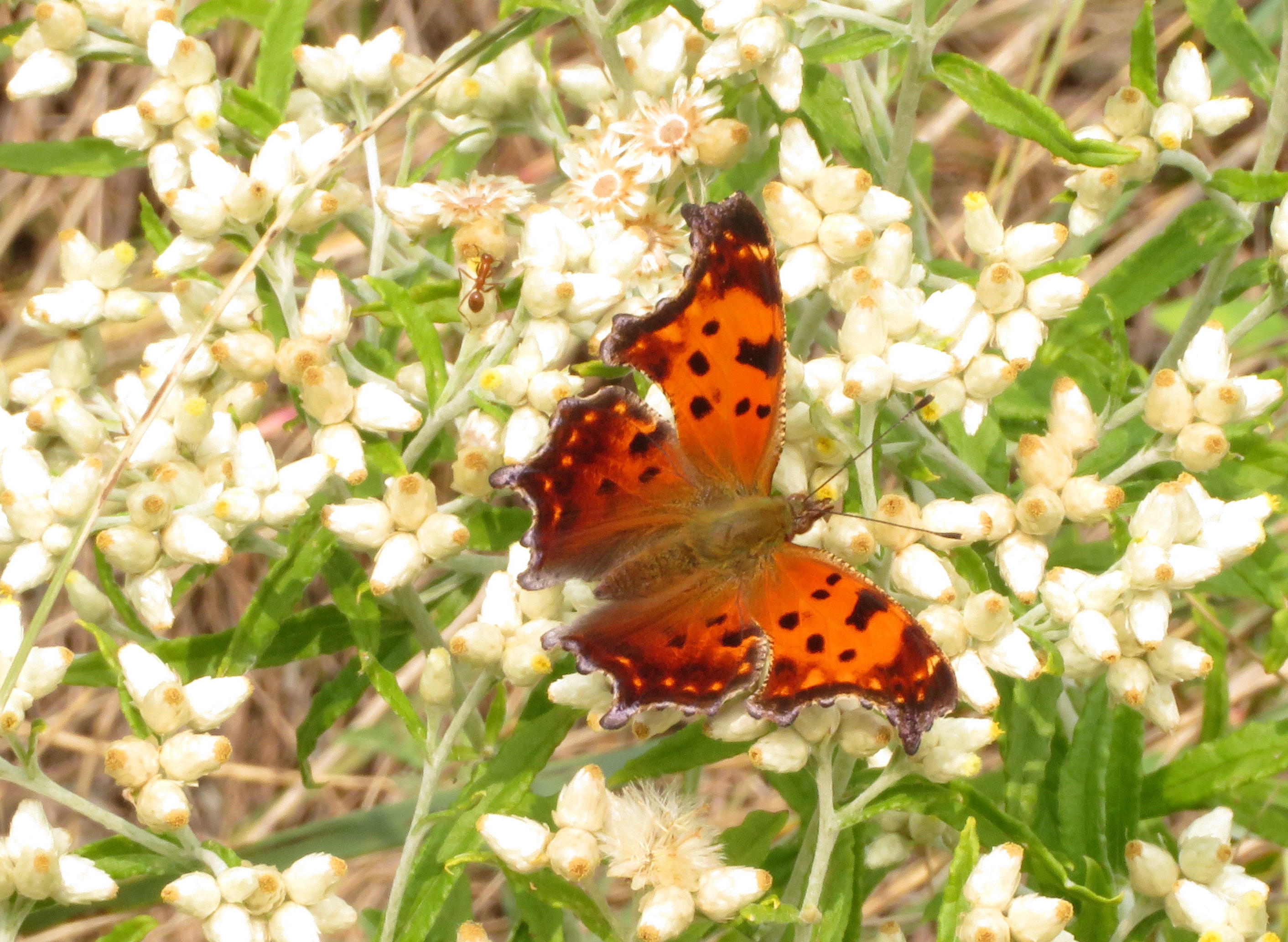Measuring success: recent pollinator surveys at FMR-restored prairies ...