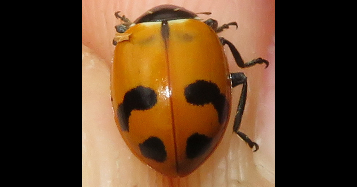 Spotting rare, native ladybugs | Friends of the Mississippi River