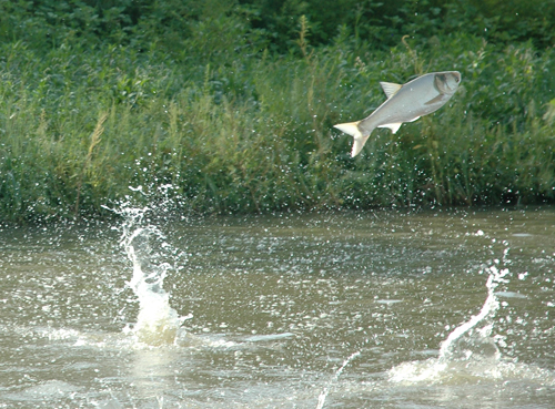 Minnesota to update invasive carp action plan | Friends of the ...