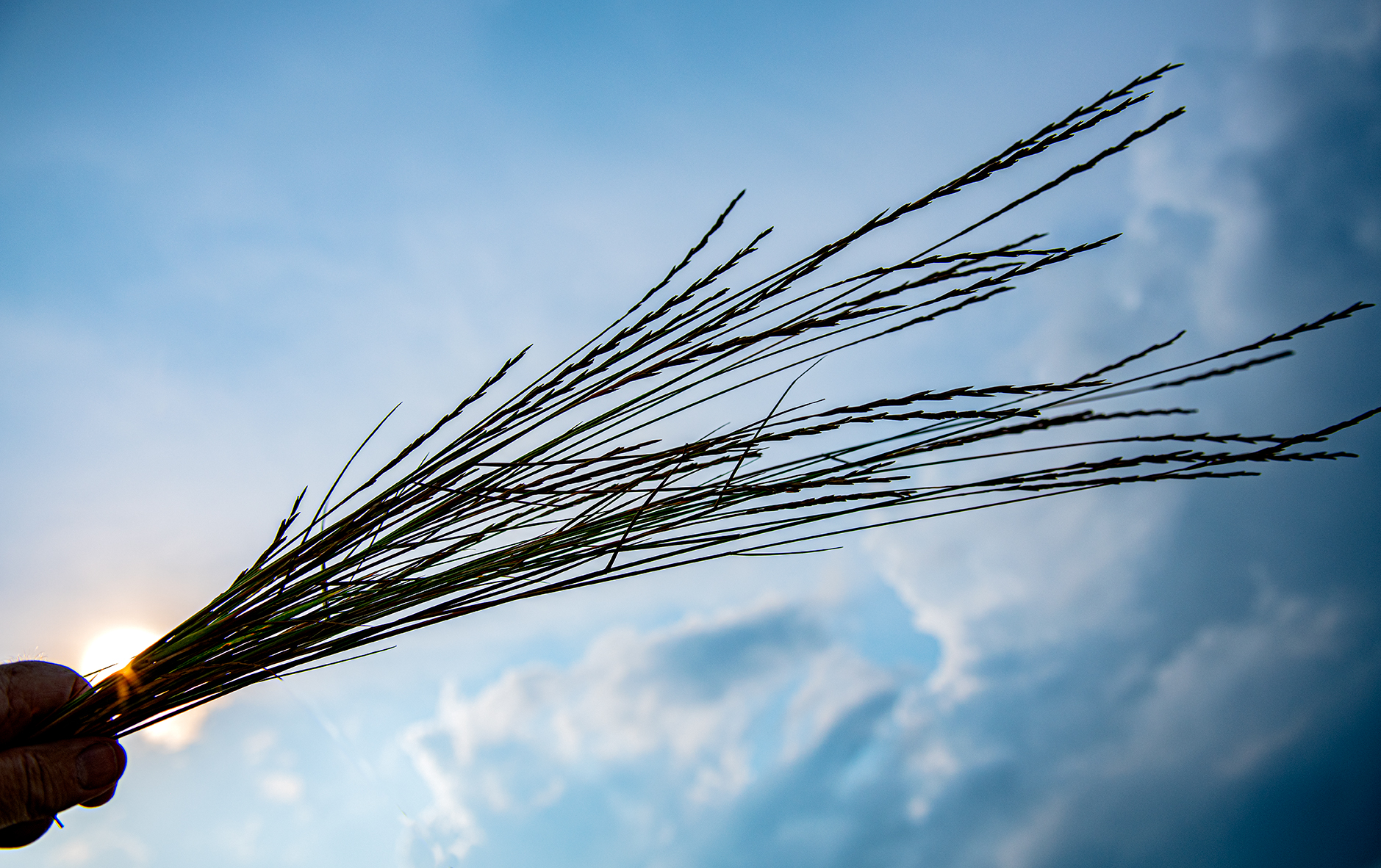 Momentum builds for transformative clean-water crops | Friends of the ...